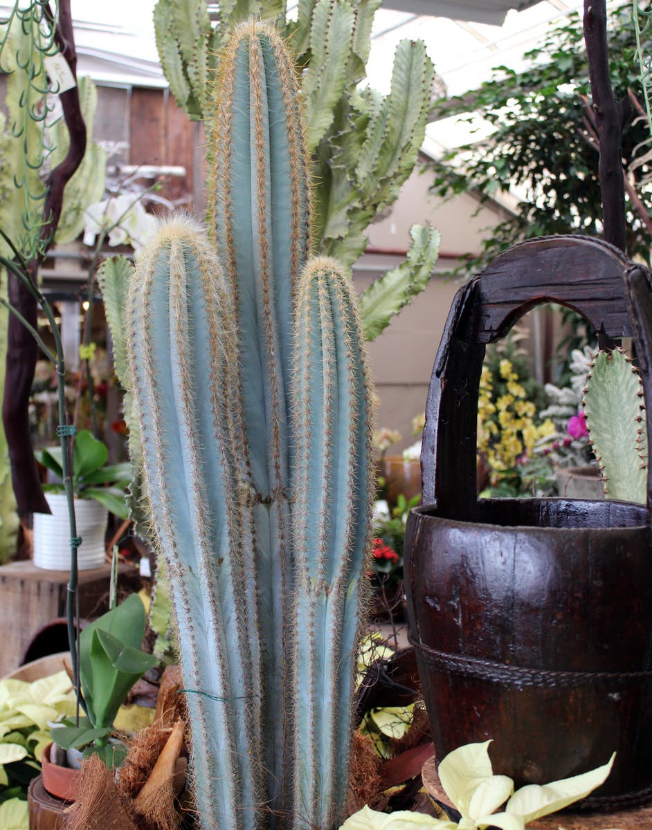 Old Man Cactus - Plant Delivery Bay Area (CA) Ah Sam Florist