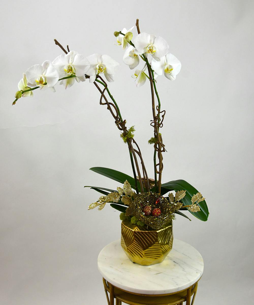 Winter Delight - Orchid Plant | Bay Area (CA) Plant Delivery | Ah Sam ...