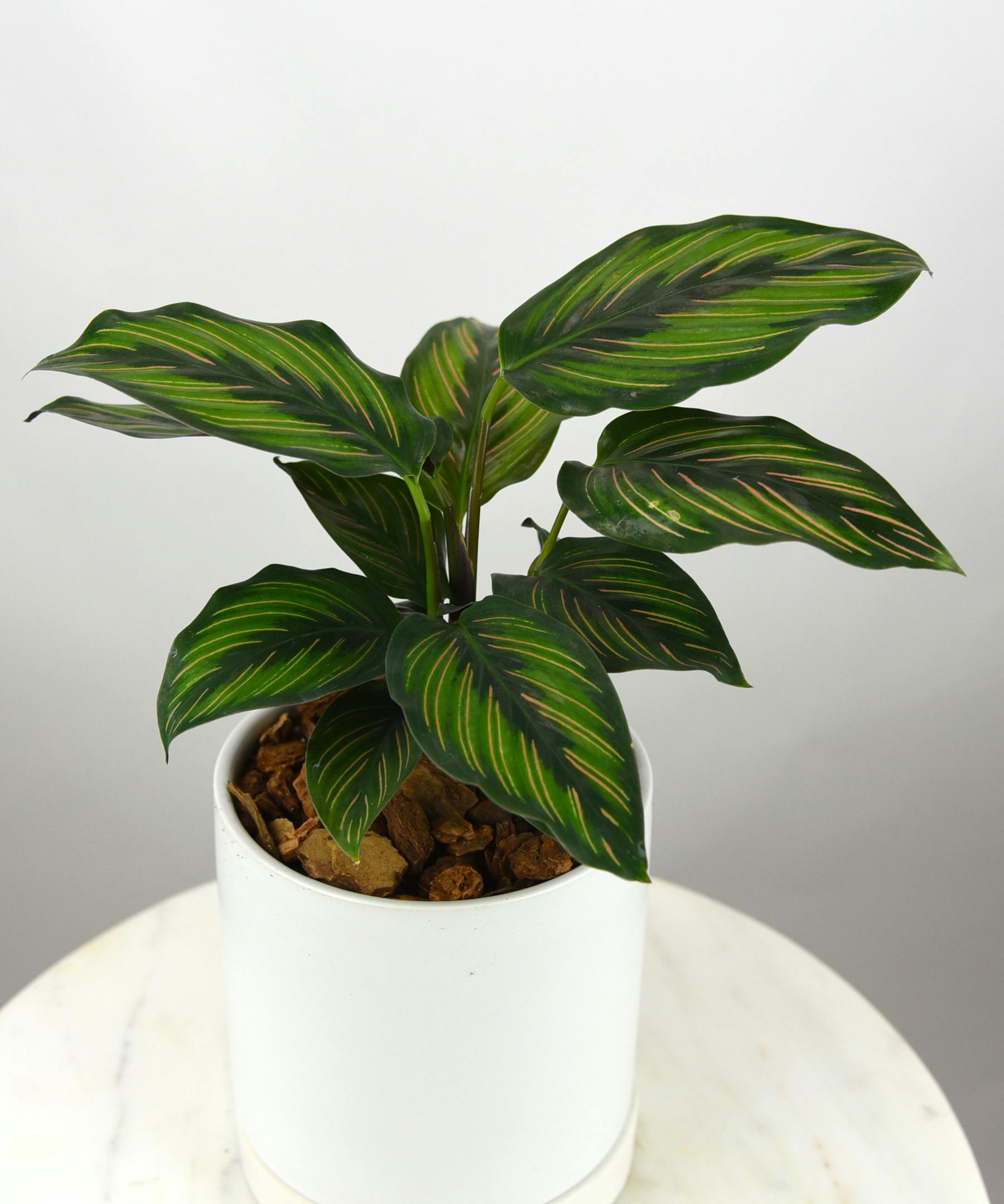 Beauty Star Calathea Plant | Bay Area (CA) Plant Delivery | Ah Sam ...